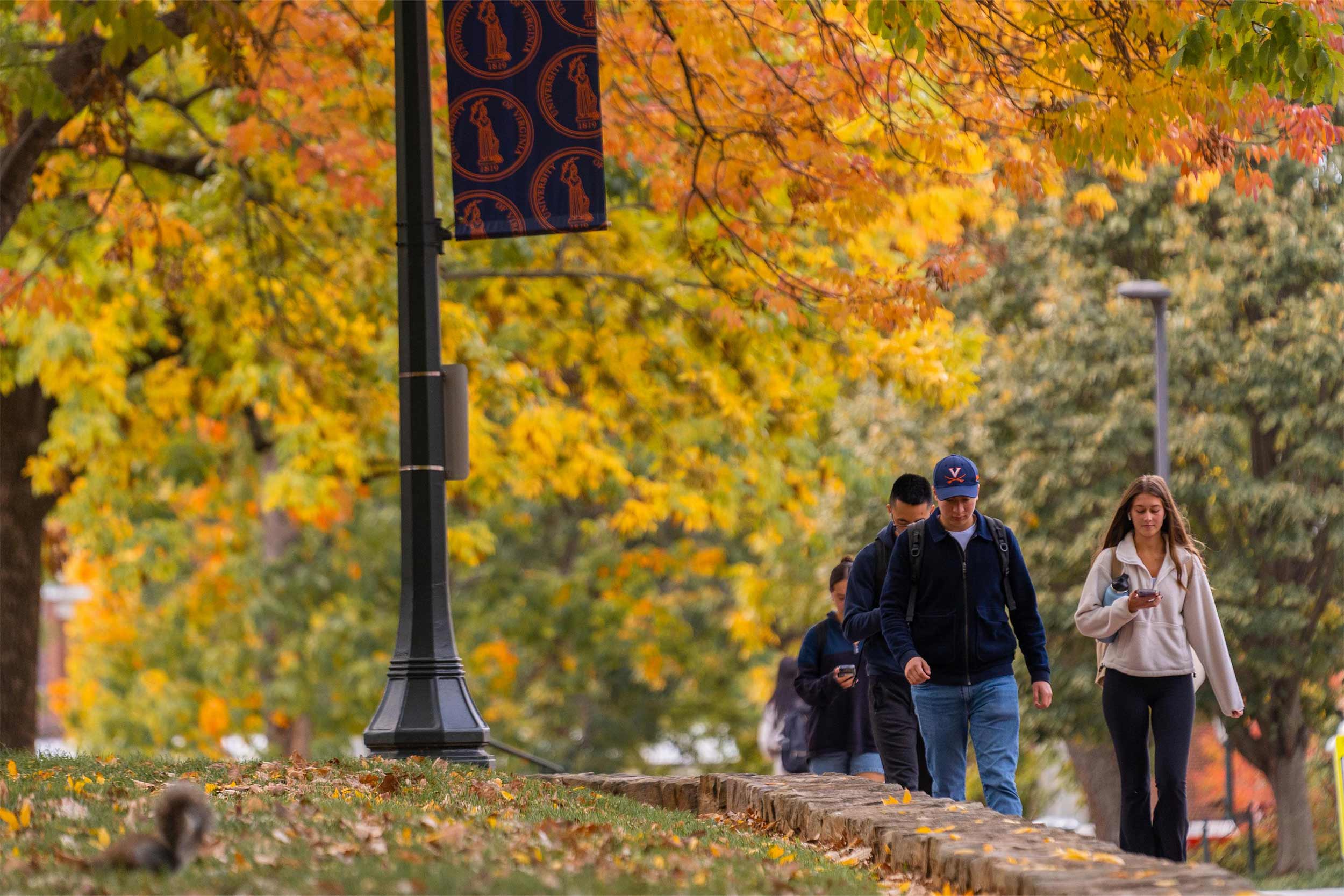 The Bigger Picture: Autumn Leaves